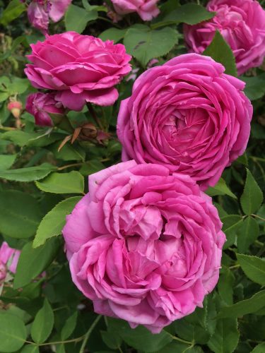 Humle, rosor och perenner. Åtta nya sorter i Grönt kulturarv®-sortimentet!