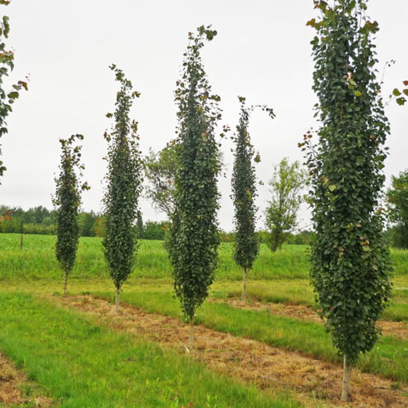 Populus tremula ’Erecta’ - asp - Trädgårdsarkitekt Per Christenson