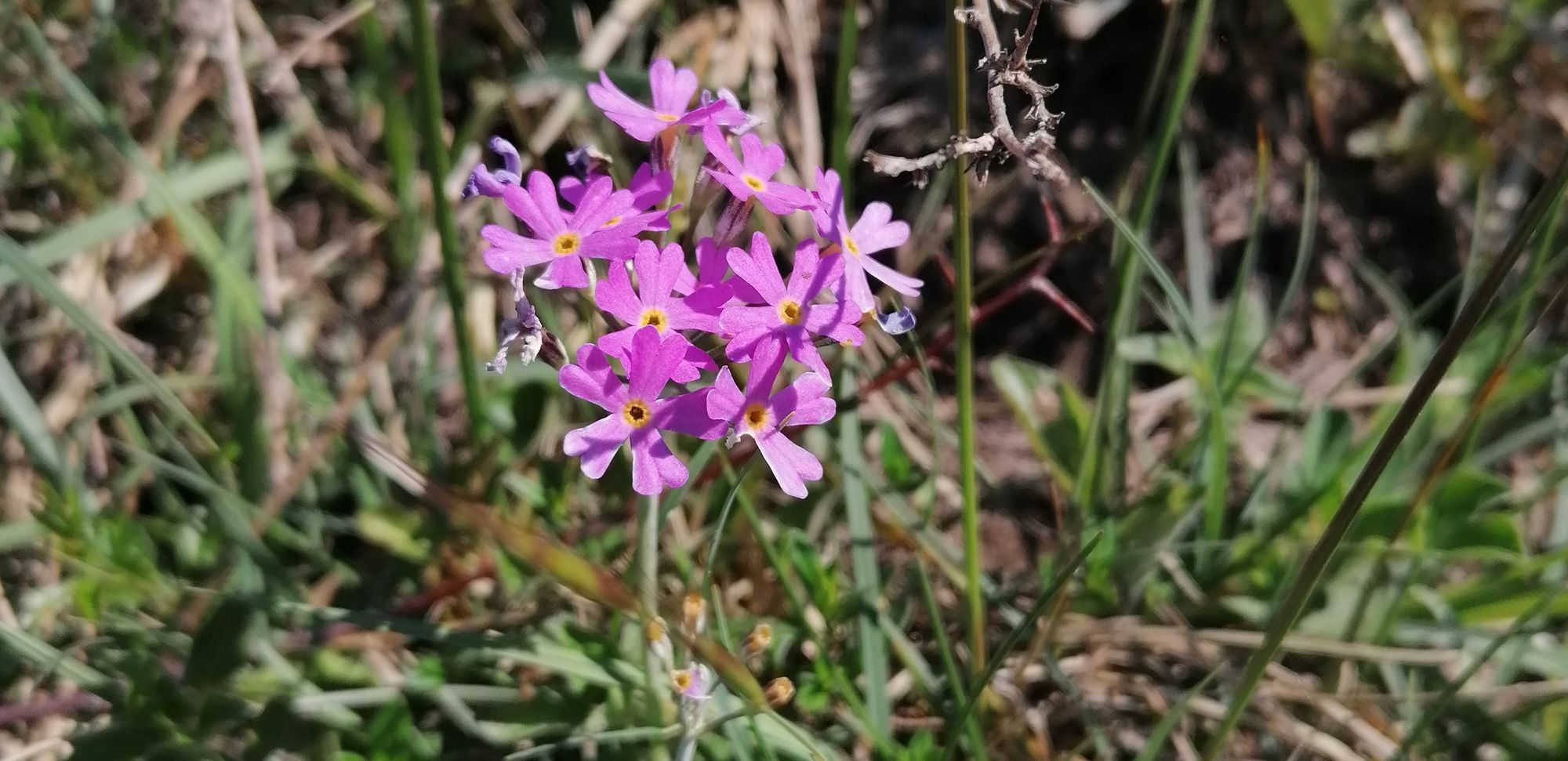 Benestads backar - Trädgårdsarkitekt Per Christenson