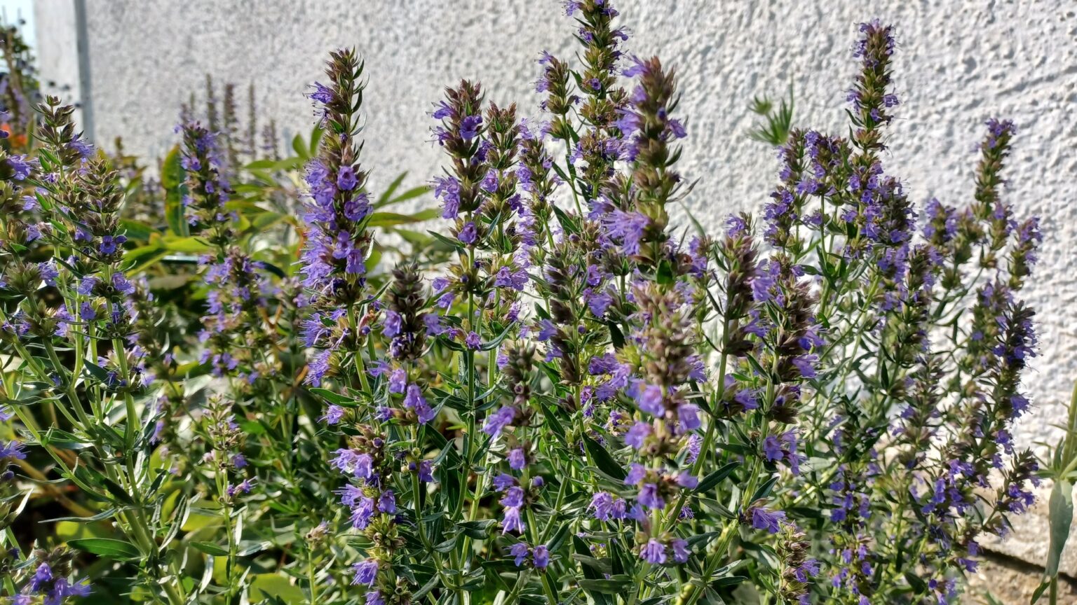 Växter för din trädgård - Isop - Trädgårdsarkitekt Per Christenson