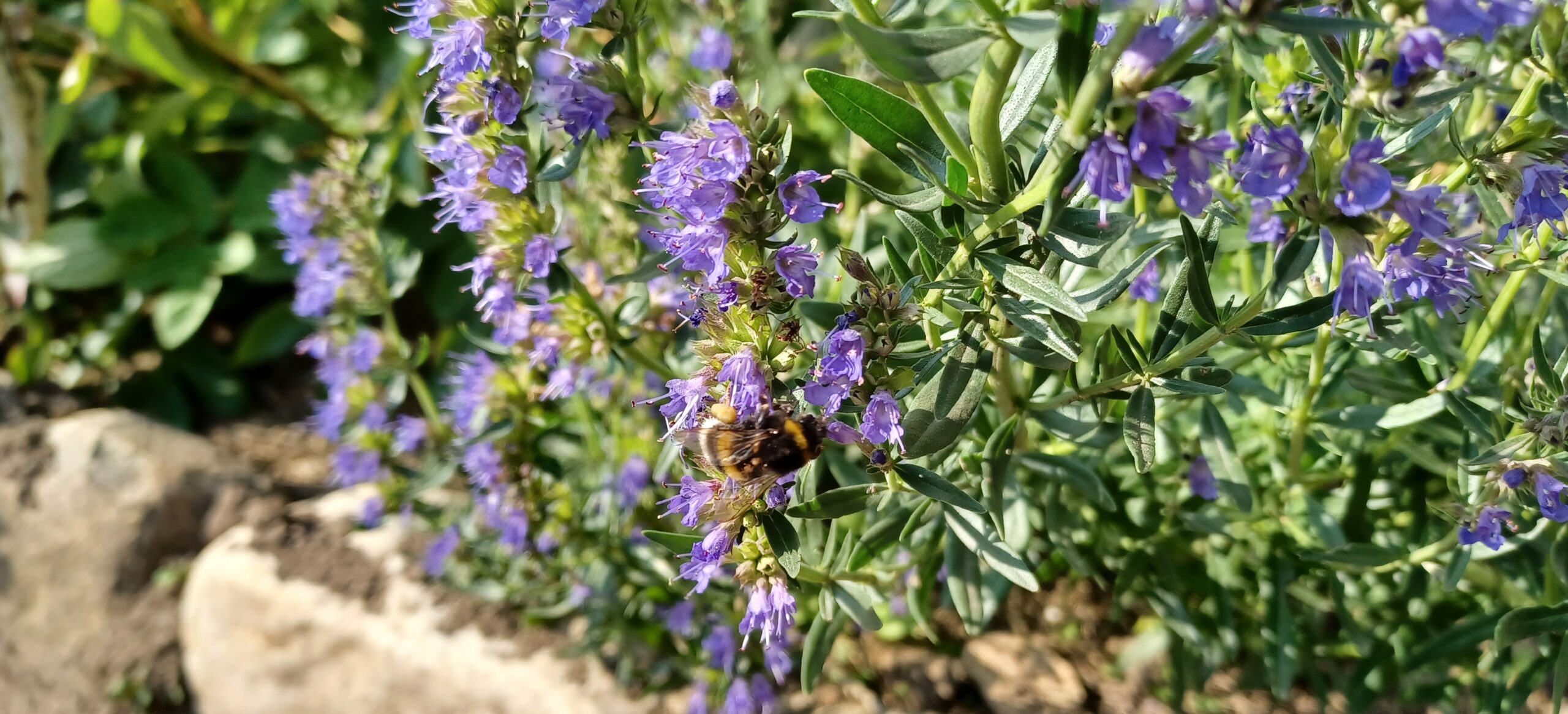 Växter för din trädgård - Isop - Trädgårdsarkitekt Per Christenson