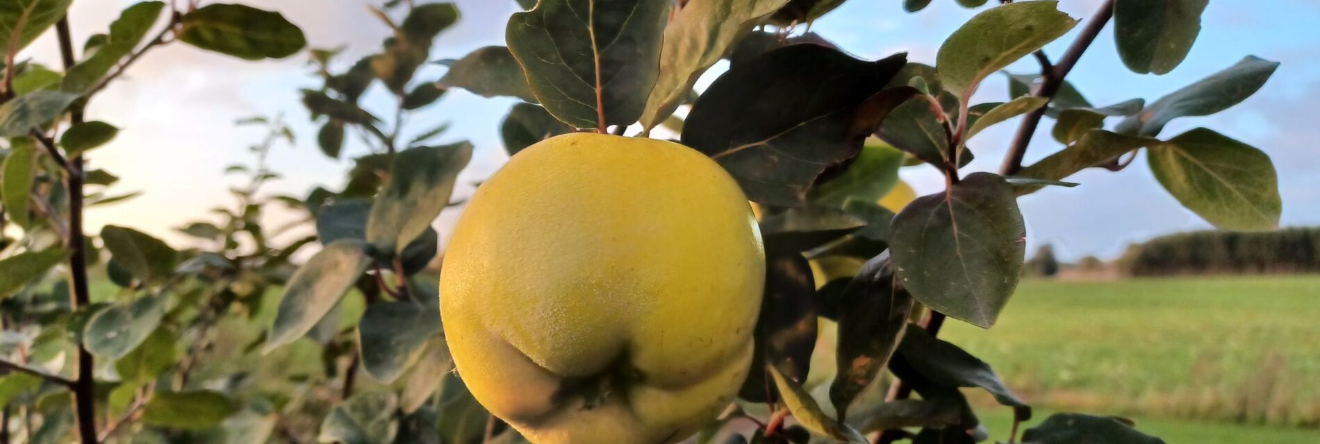 Out and About - Trädgårdsarkitekt Per Christenson